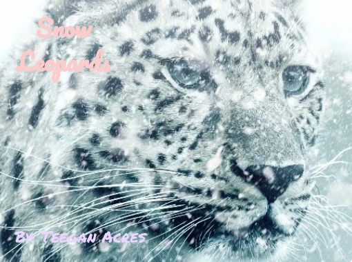 "Snow Leopards" - Free stories online. Create books for kids | StoryJumper