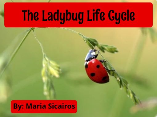 "The Ladybug Life Cycle" - Free stories online. Create books for kids ...