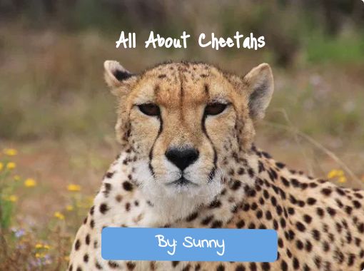"All About Cheetahs" - Free stories online. Create books for kids ...