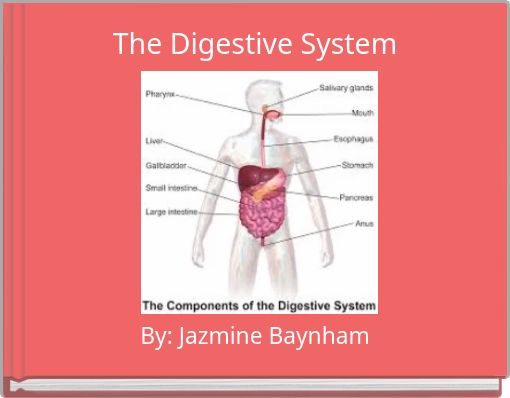 "The Digestive System" - Free stories online. Create books for kids ...