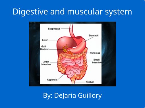 "Digestive and muscular system" - Free stories online. Create books for ...