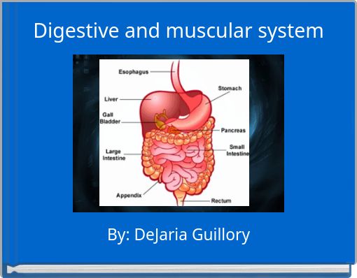 "Digestive and muscular system" - Free stories online. Create books for ...