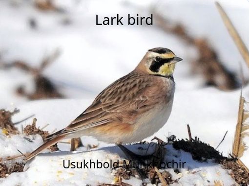 "Lark bird" - Free stories online. Create books for kids | StoryJumper