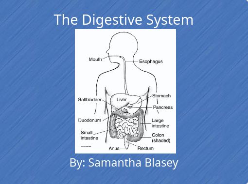 "The Digestive System" - Free stories online. Create books for kids ...
