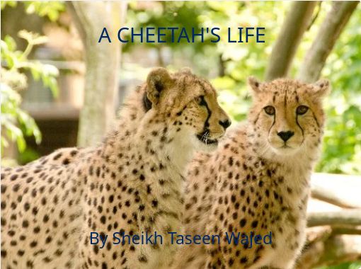 "A CHEETAH'S LIFE" - Free stories online. Create books for kids ...