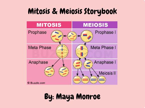 Meiosis Phases For Kids