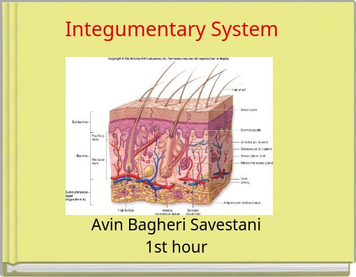 "Integumentary System" - Free stories online. Create books for kids ...