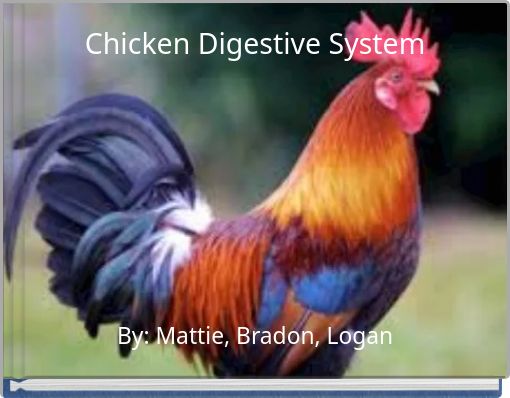 "Chicken Digestive System" - Free stories online. Create books for kids ...