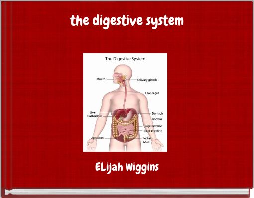"the digestive system" - Free stories online. Create books for kids ...