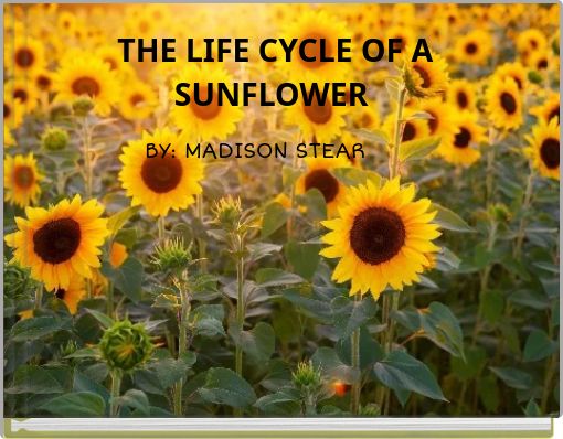 "THE LIFE CYCLE OF A SUNFLOWER" - Free stories online. Create books for ...