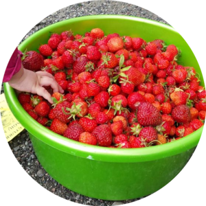 Ruta Va's books on StoryJumper